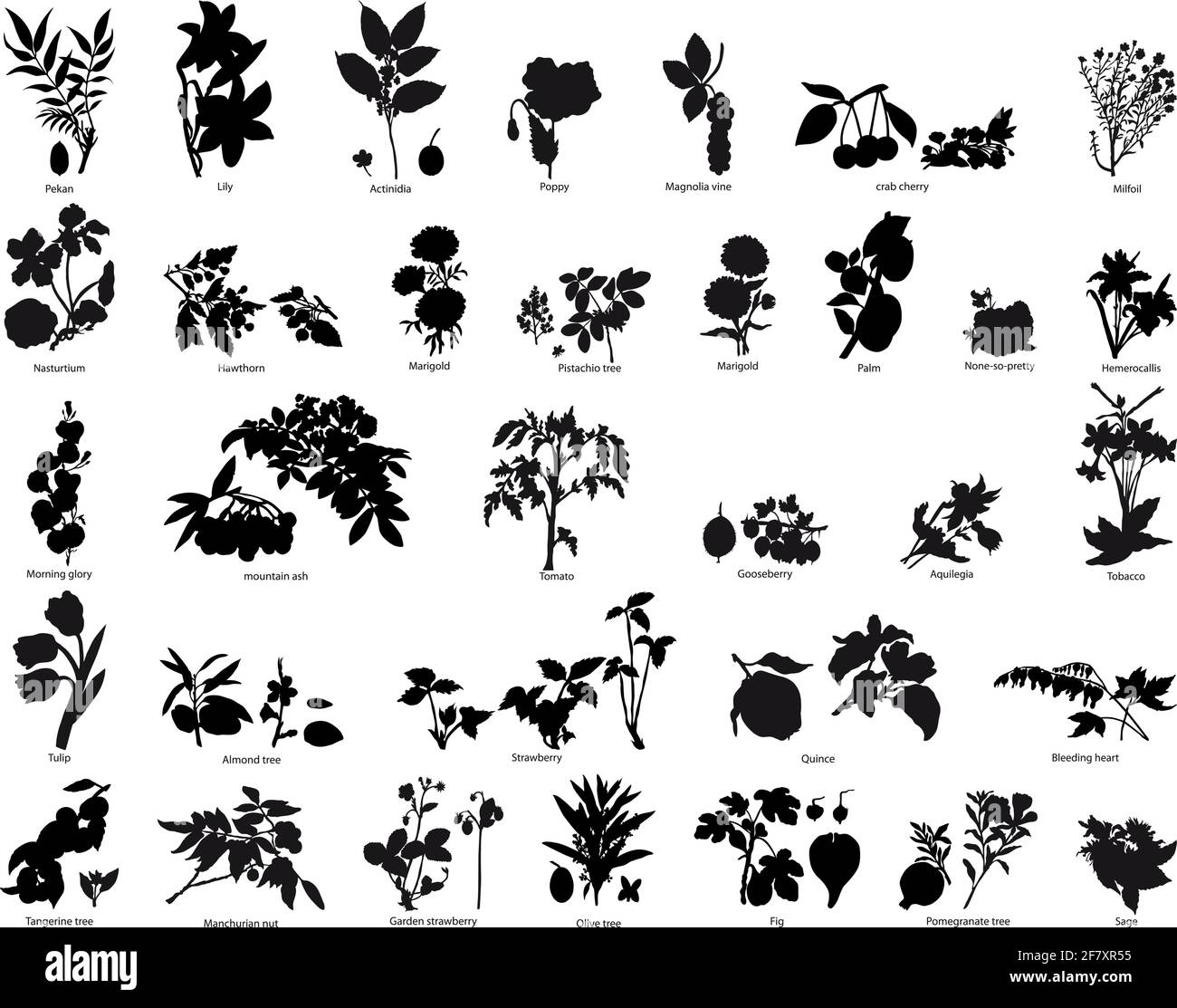 Collection of different vector berries and flowers Stock Vector Image ...