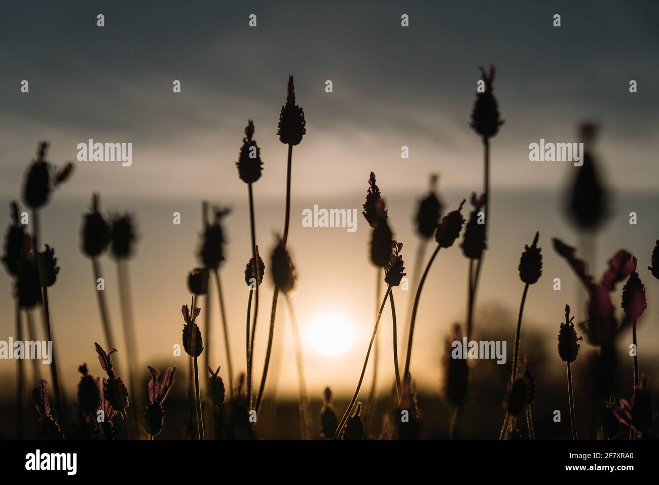 Lavender pasture field at sunset with the sun behind it Stock Photo - Alamy