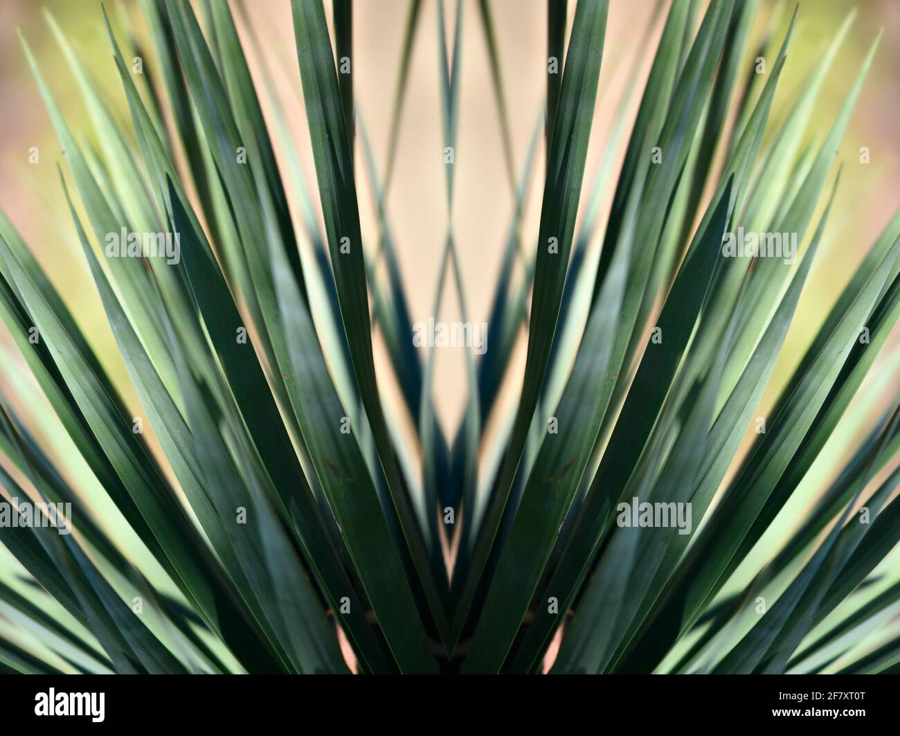 Phormium colensoi (Mountain flax) green leaves on a symmetrical ...