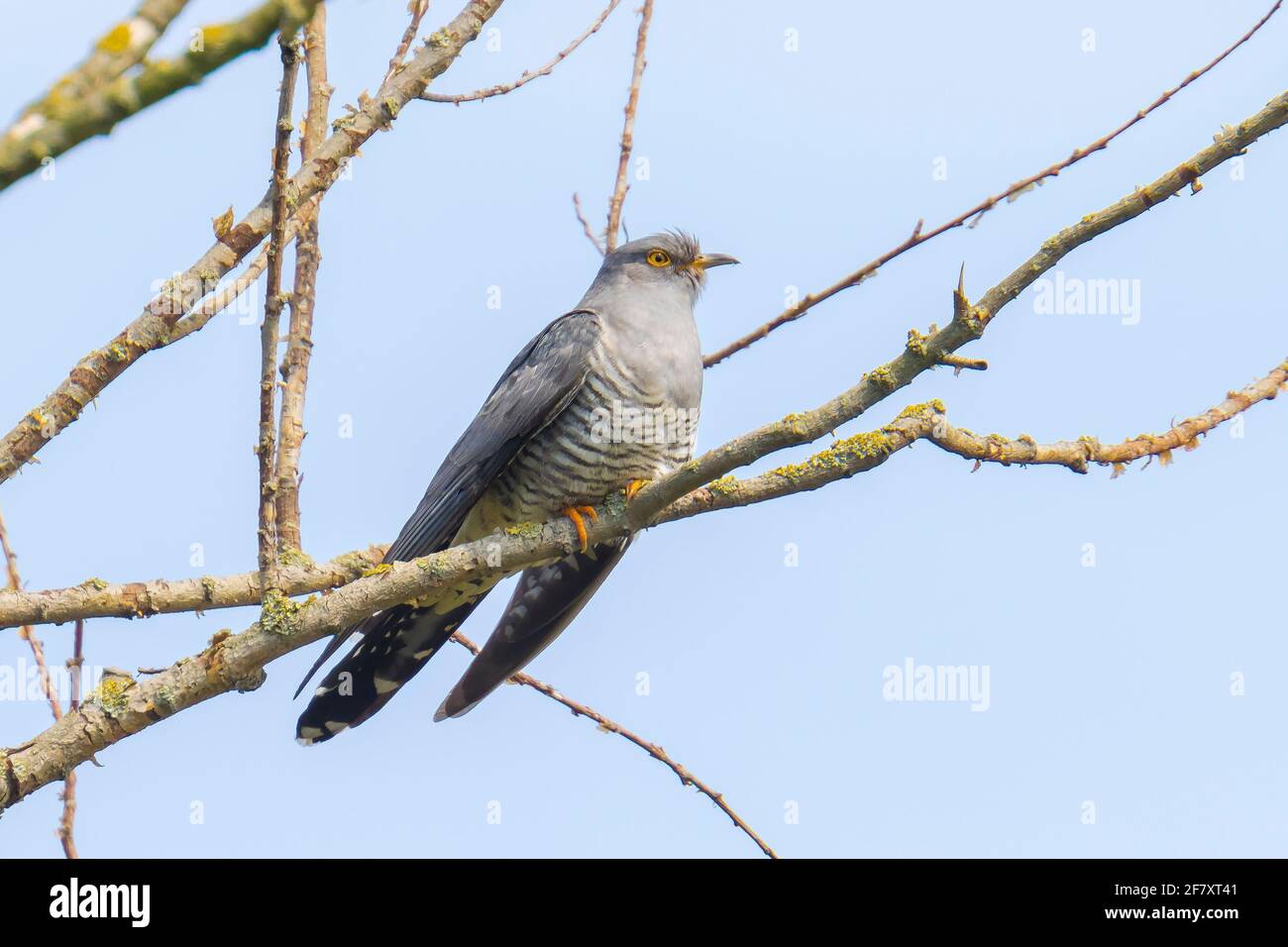 Common cuckoo, Cuculus canorus, resting and singing in a tree. It is a ...