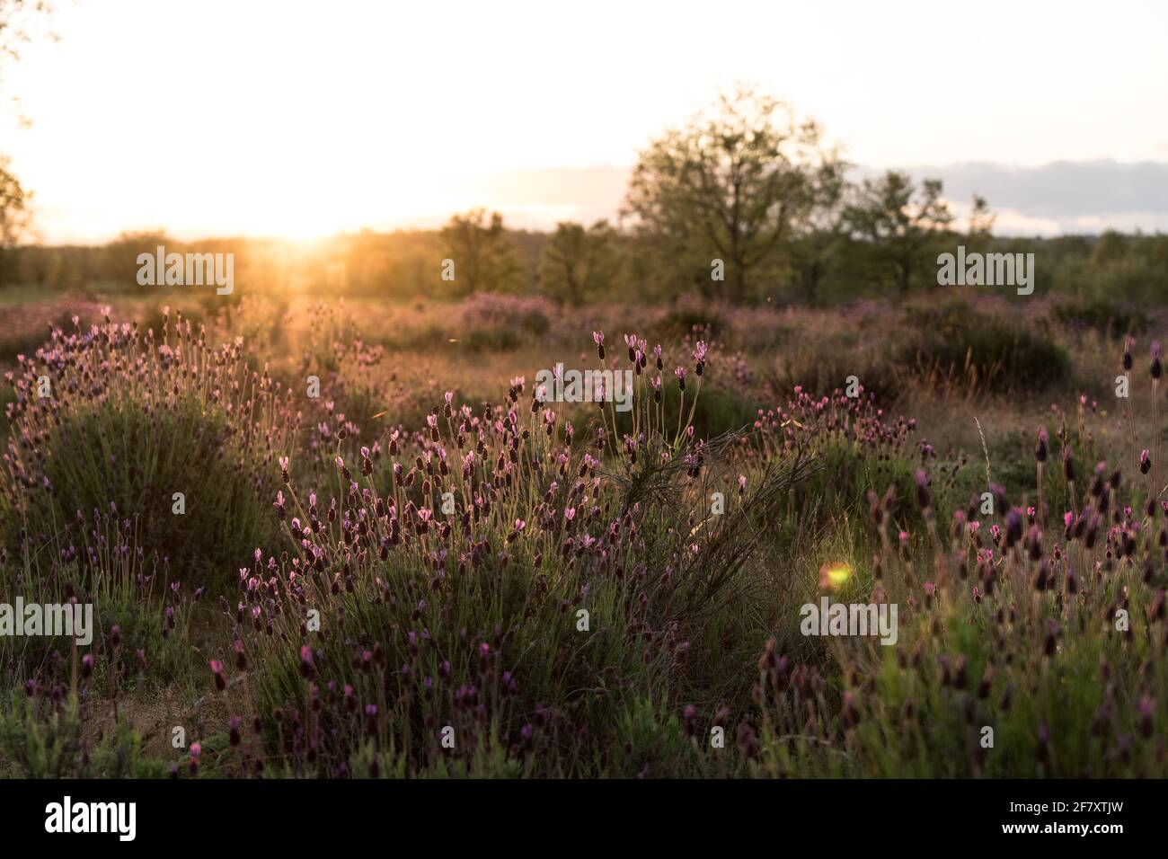 Sunrise behind wild flowers hi-res stock photography and images - Alamy