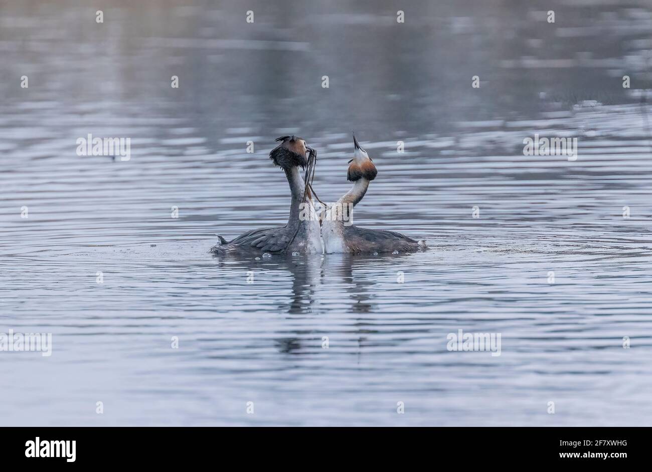 Pair of Great crested grebes, Podiceps cristatus, performing the 'weed ...