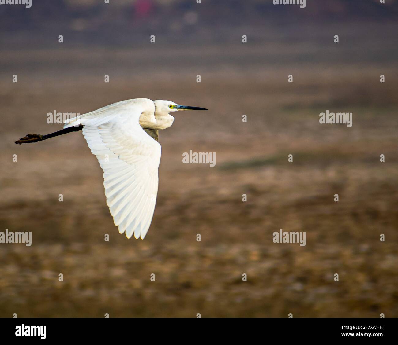 Bird photography hi-res stock photography and images - Alamy