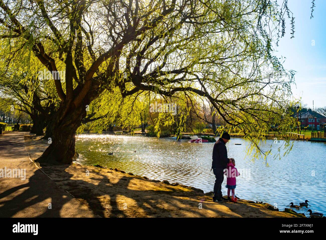 A sunny spring day in Locke Park Lake Redcar North Yorkshire with fresh ...