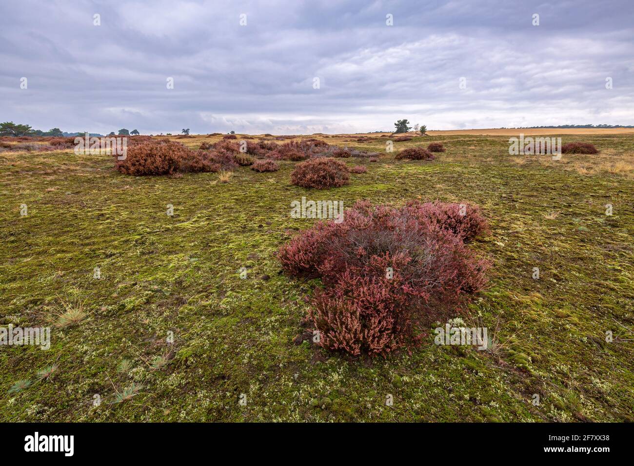 Sunset at the national park the Hoge Veluwe in the Netherlands during ...
