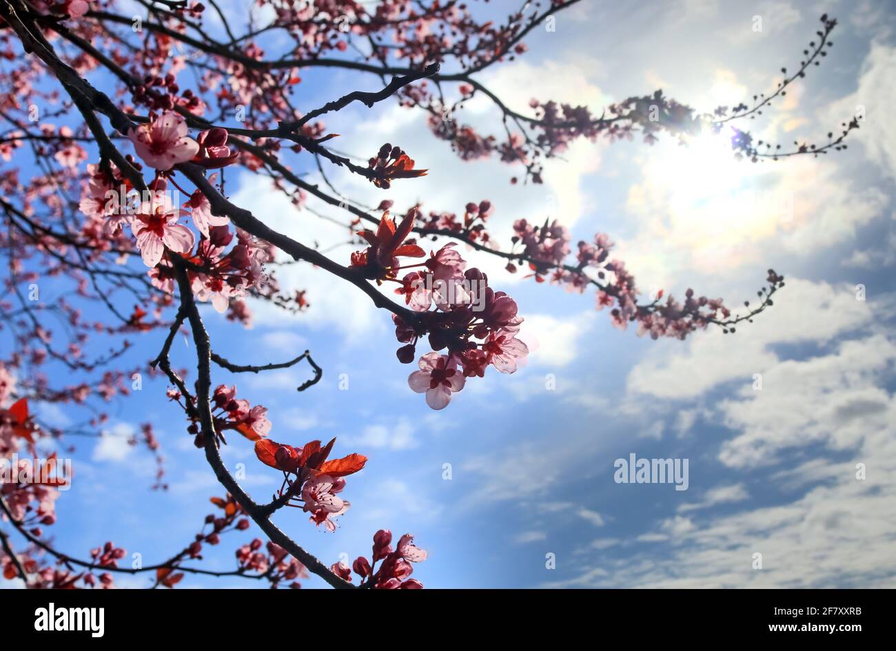 Beautiful cherry and plum trees in blossom during springtime with ...