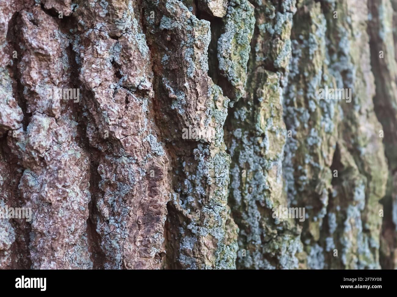 Close up view on very detailed tree bark texture in high resolution ...