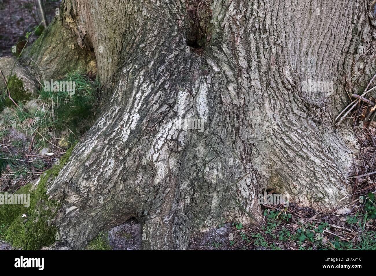 Close up view on very detailed tree bark texture in high resolution ...