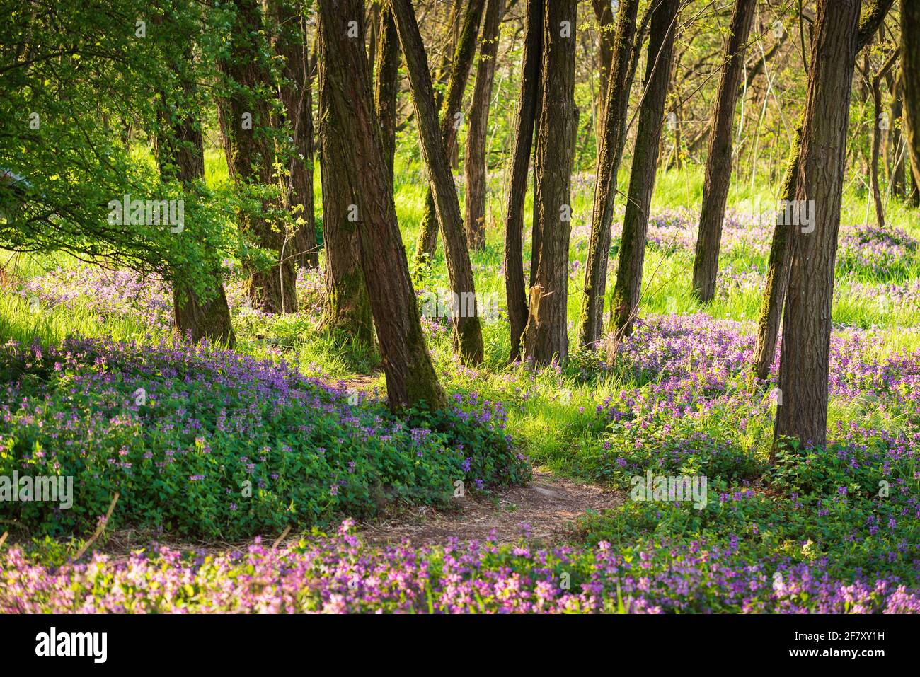 Nature Italian forest with trees violet flowers plants and grass Stock ...