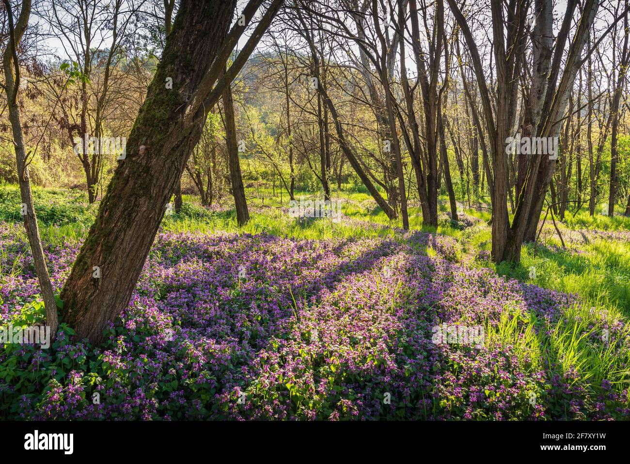 Nature Italian forest with trees violet flowers plants and grass Stock ...