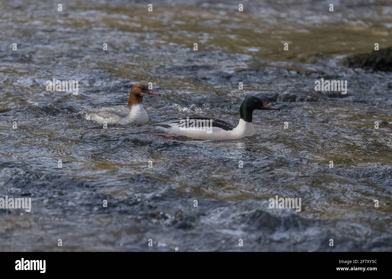 Pair of Goosander, Mergus merganser, on their breeding site on the ...