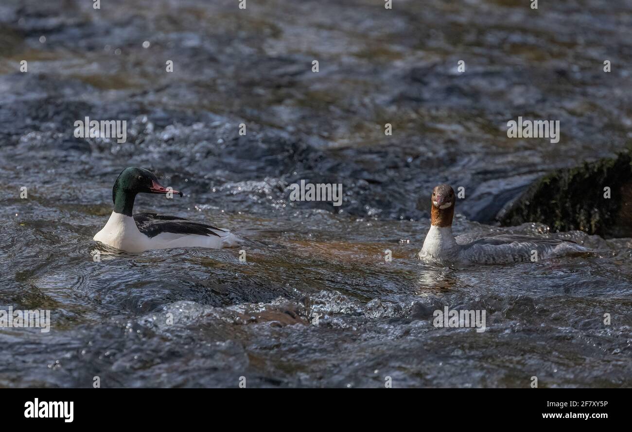 Pair of Goosander, Mergus merganser, on their breeding site on the ...