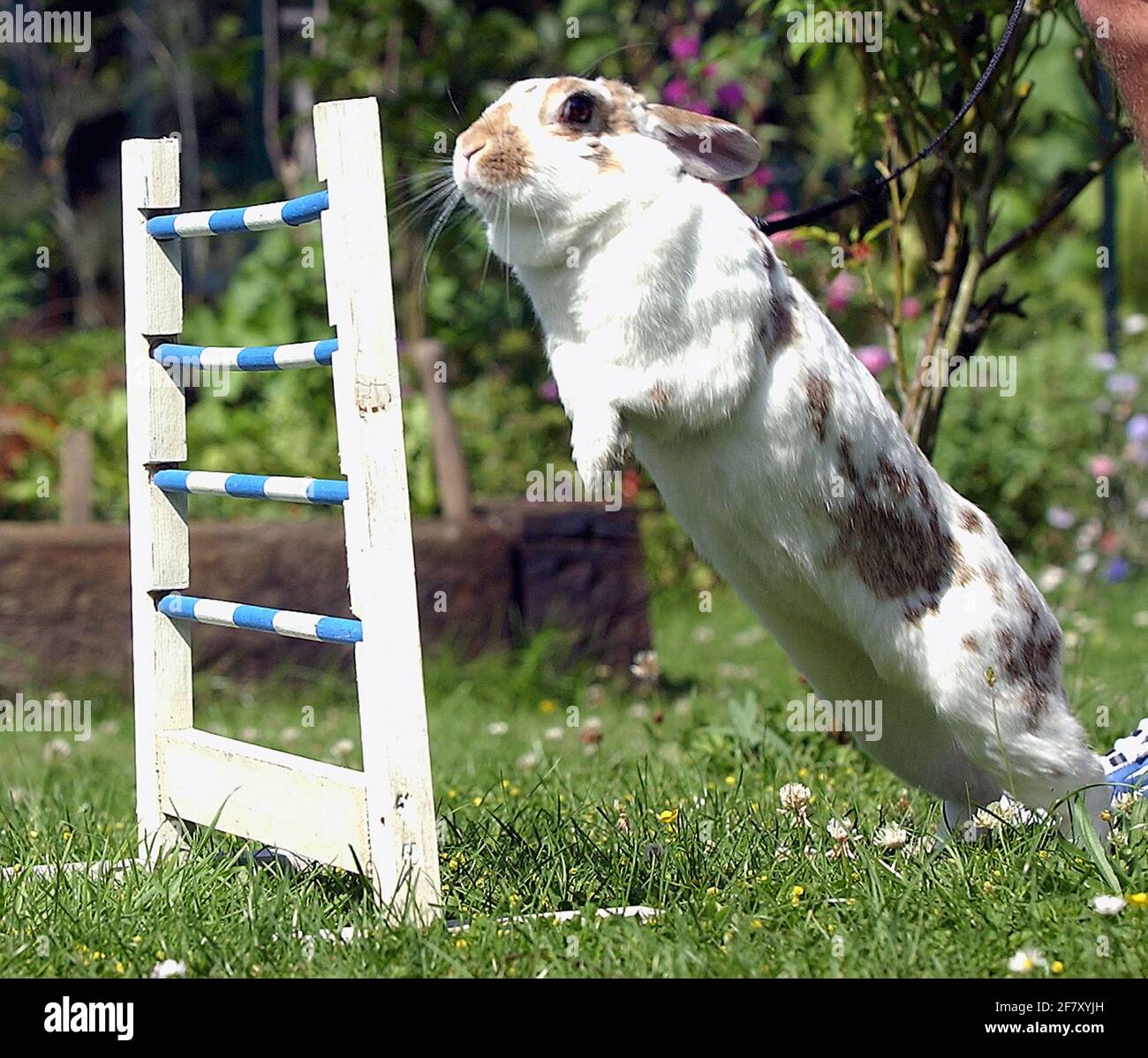 Rabbit Show Jumping High Resolution Stock Photography and Images - Alamy