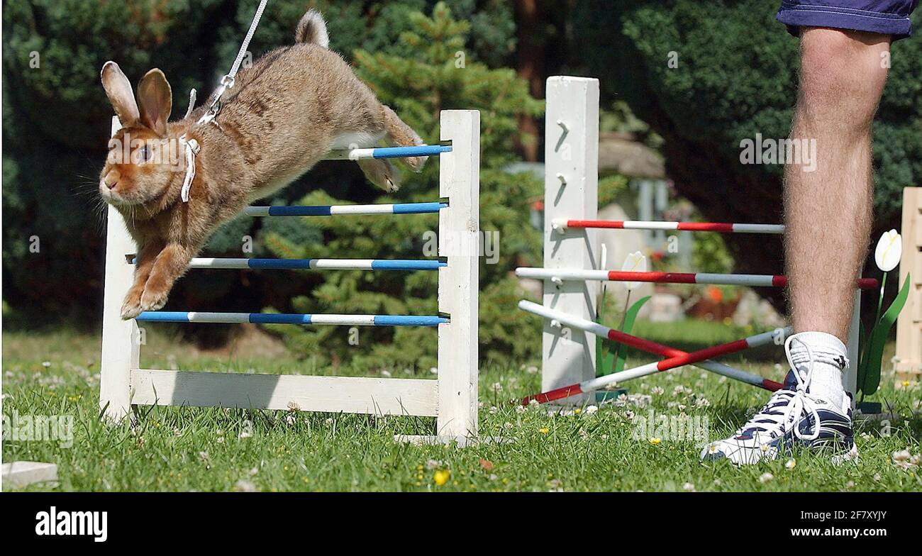 Rabbit show jumping hi-res stock photography and images - Alamy