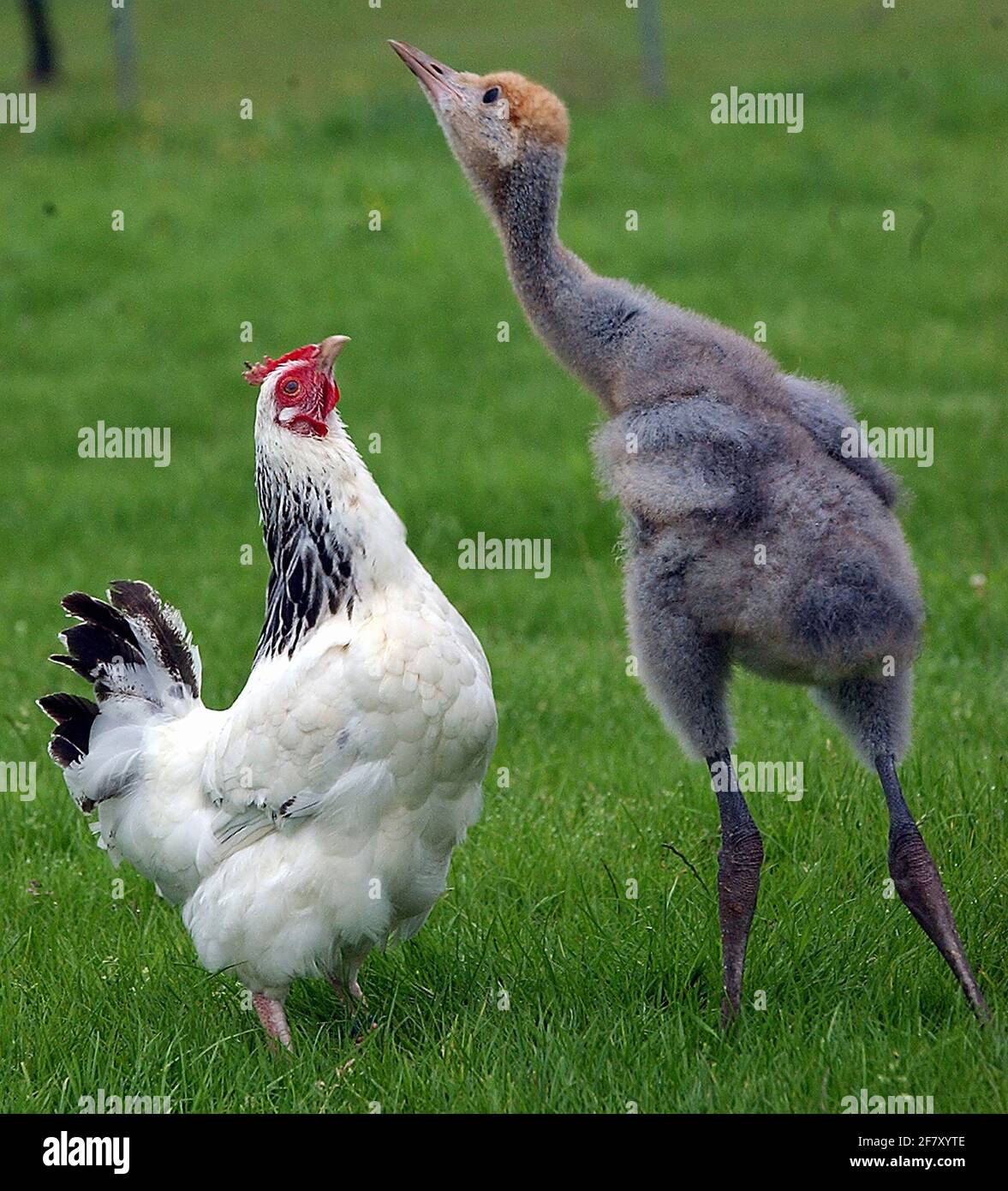 HENRIETTA HEN THE FOSTER MUM TO ORPHAN STANLEY CRANE KIM AT MARWELL ...