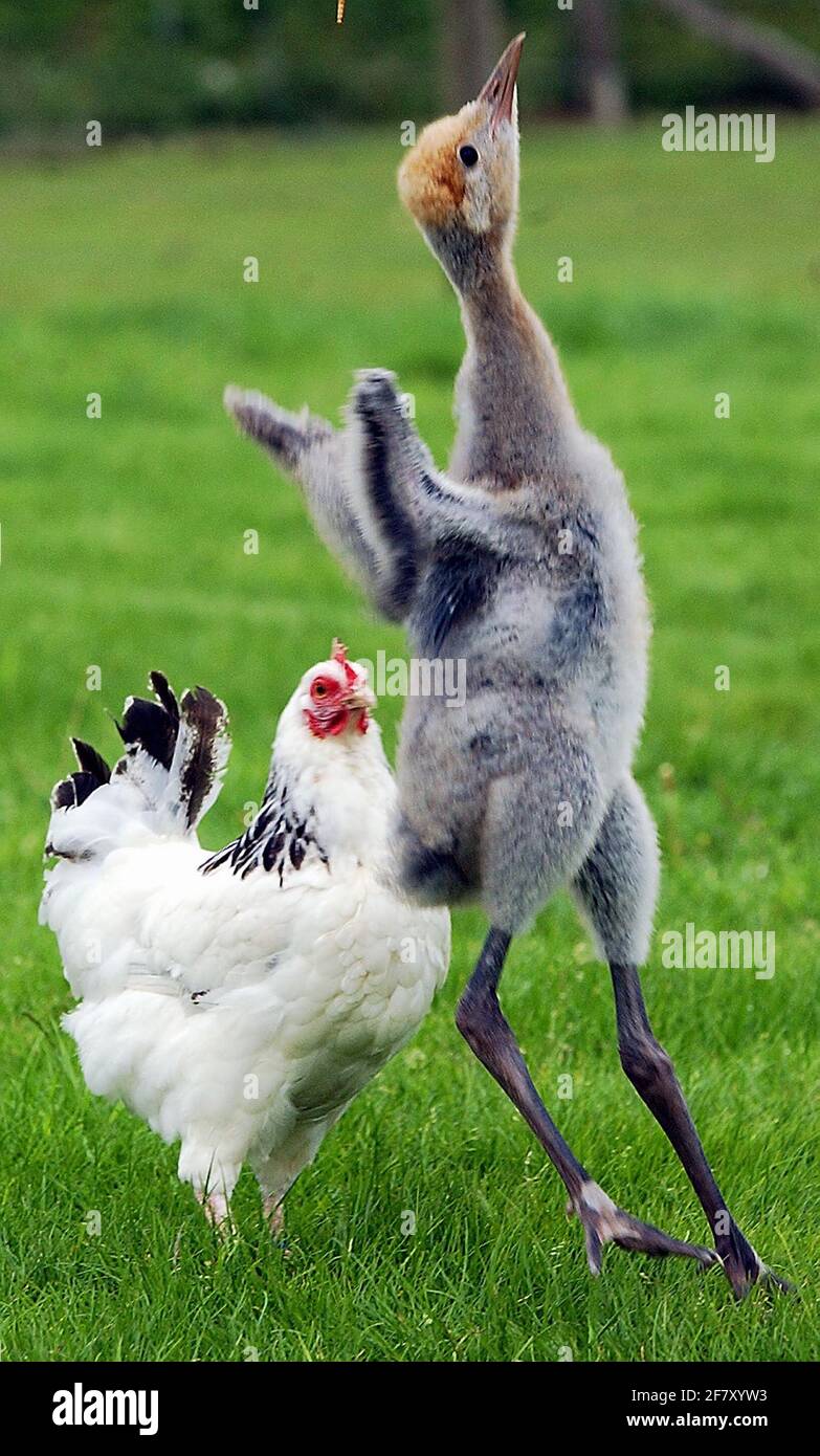 HENRIETTA HEN THE FOSTER MUM TO ORPHAN STANLEY CRANE KIM AT MARWELL ...