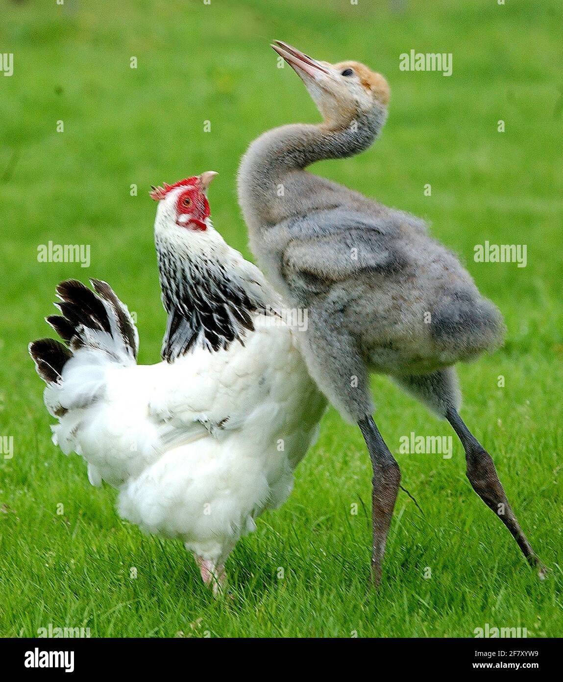 HENRIETTA HEN THE FOSTER MUM TO ORPHAN STANLEY CRANE KIM AT MARWELL ...