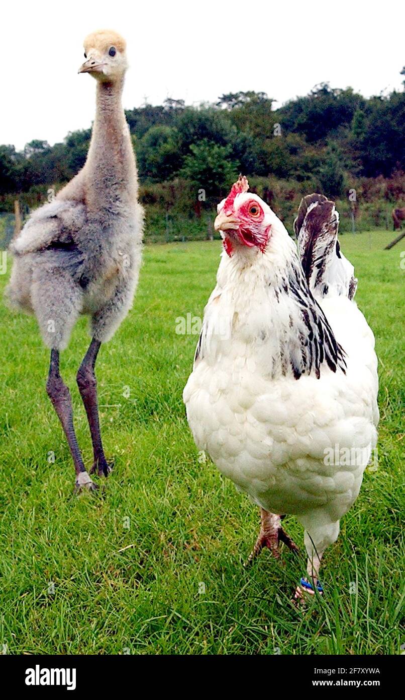 HENRIETTA HEN THE FOSTER MUM TO ORPHAN STANLEY CRANE KIM AT MARWELL ...