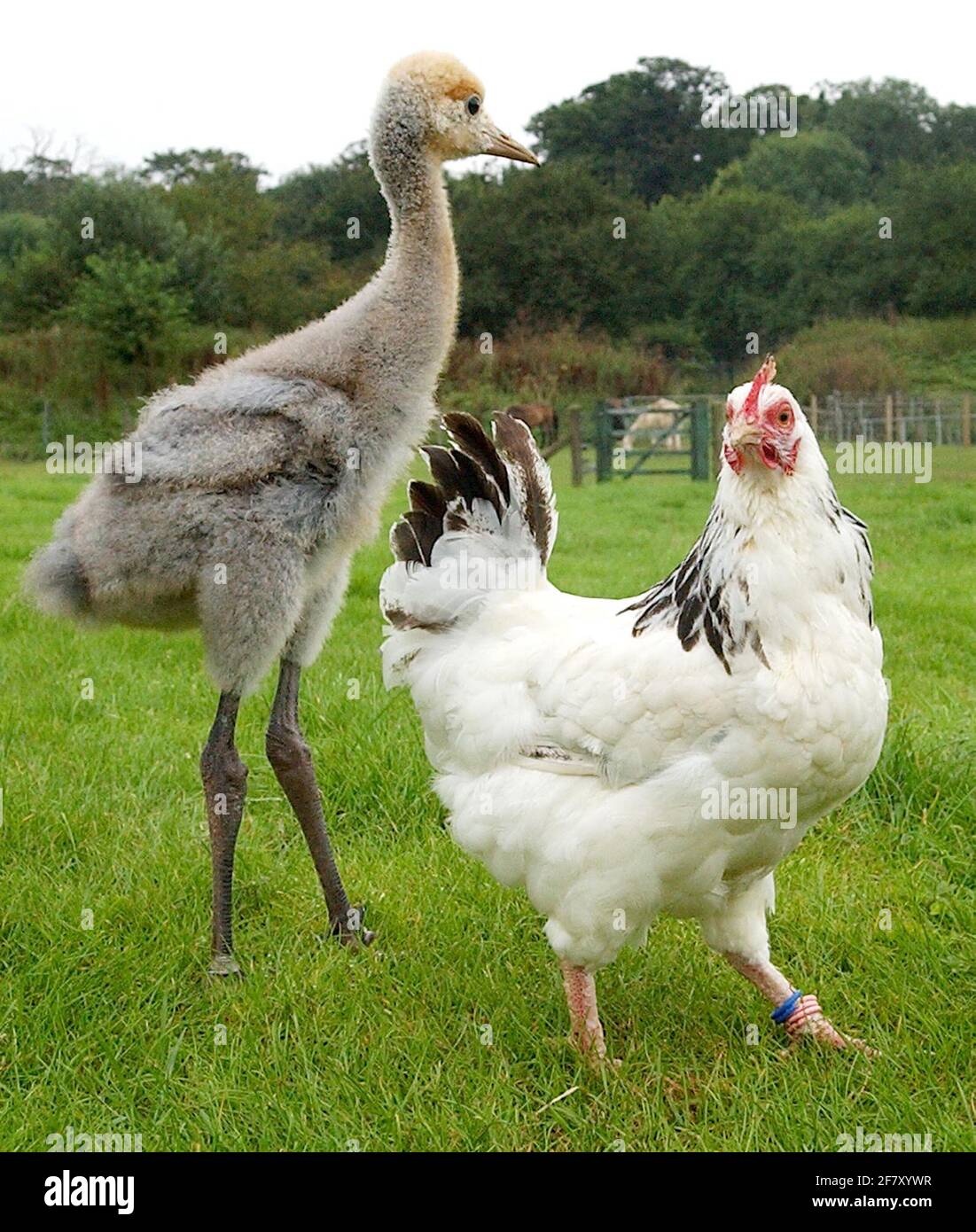 HENRIETTA HEN THE FOSTER MUM TO ORPHAN STANLEY CRANE KIM AT MARWELL ...
