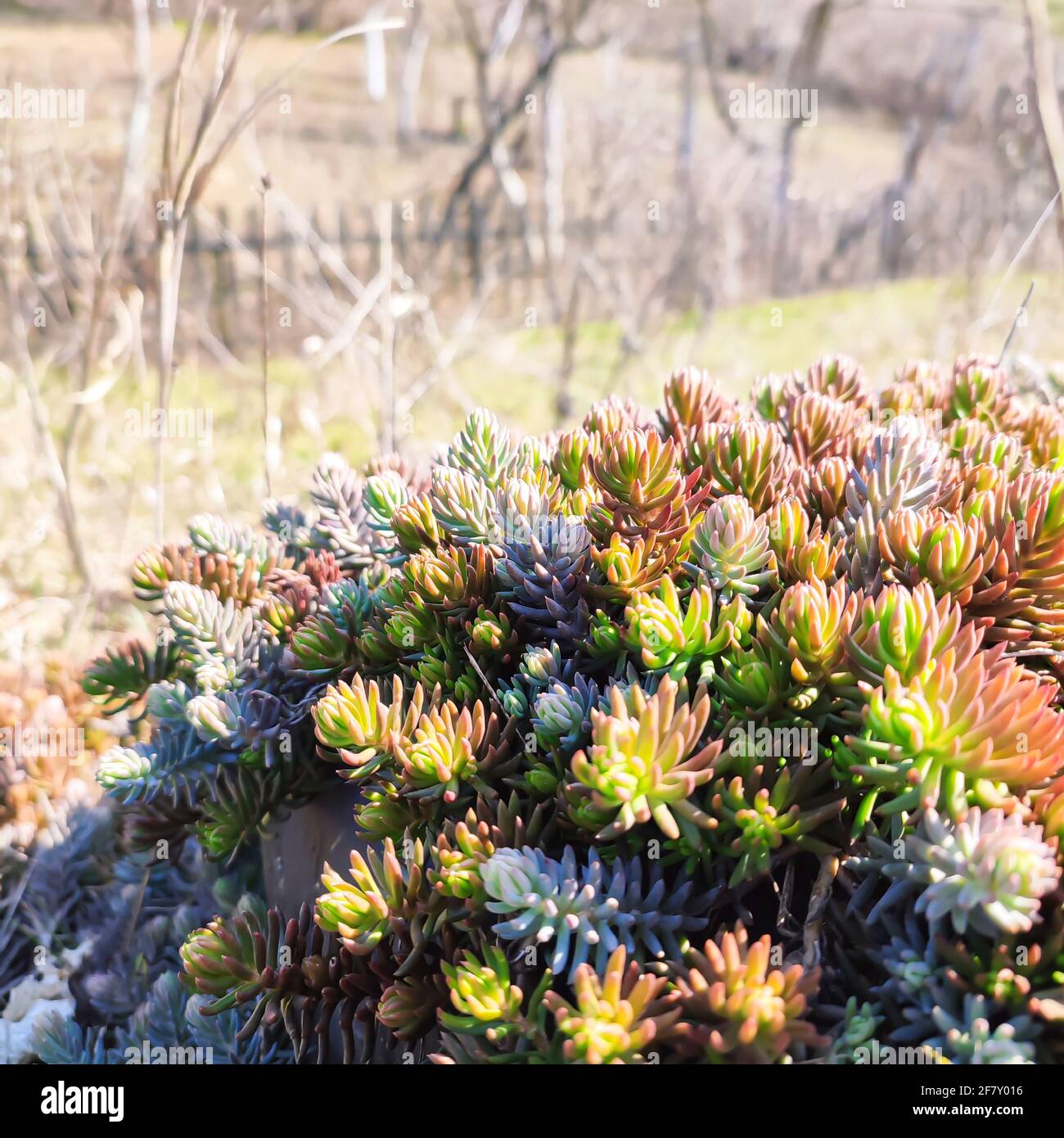 Colorful succulent sedum plant outdoor. Nature background Stock Photo ...