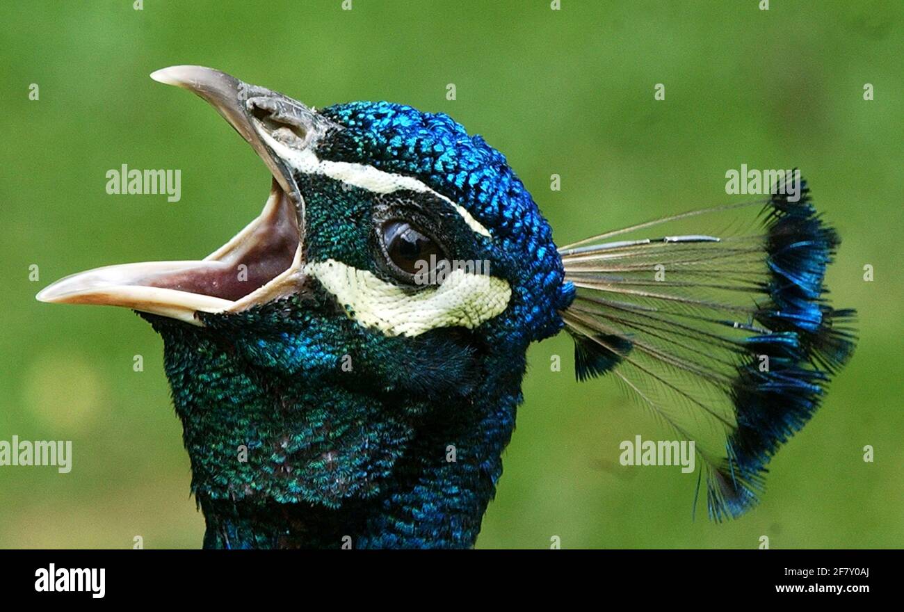 COCK PEACOCK PIC MIKE WALKER 2002 Stock Photo - Alamy