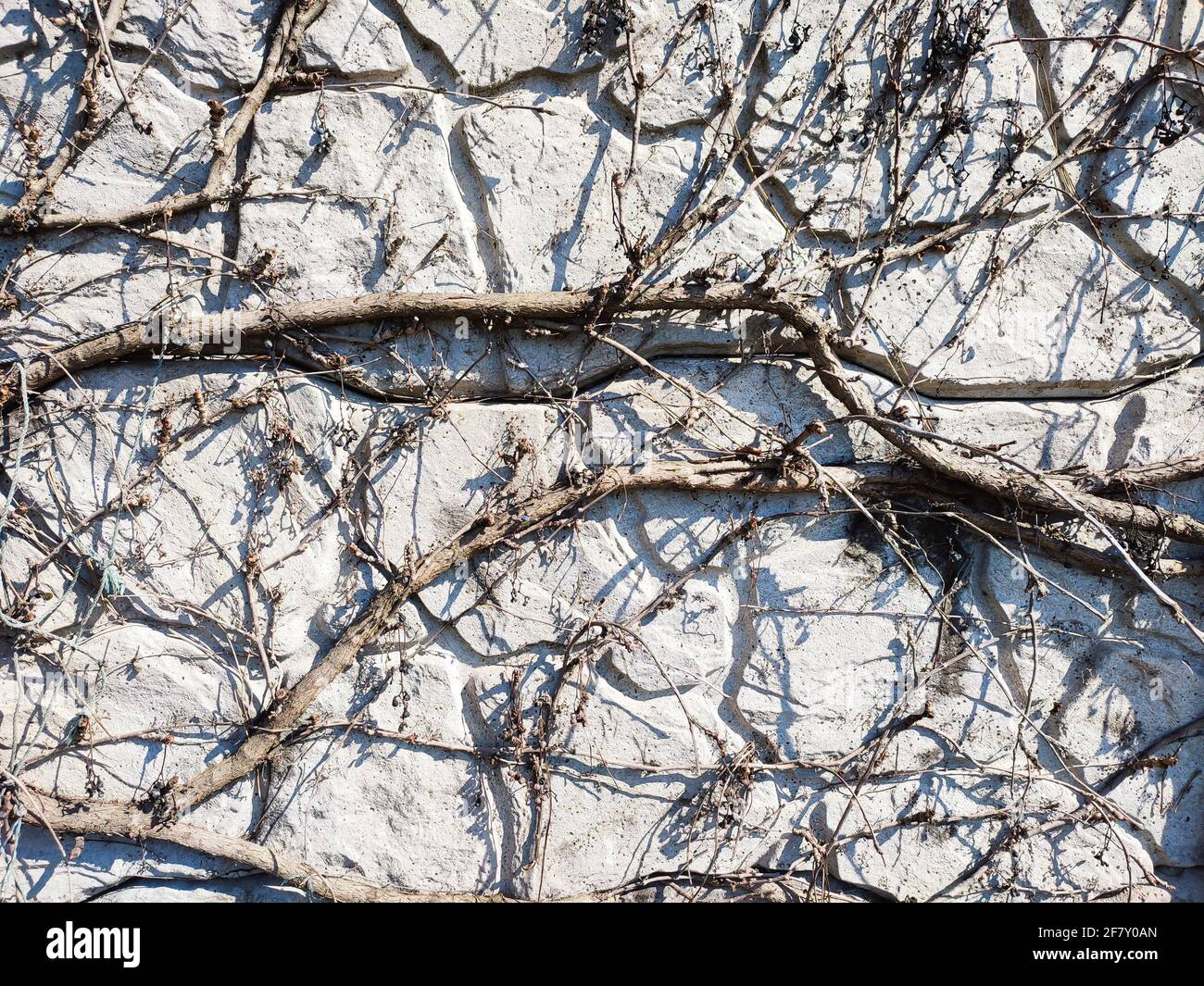 Wild creeper vine climbing on concrete wall background Stock Photo - Alamy