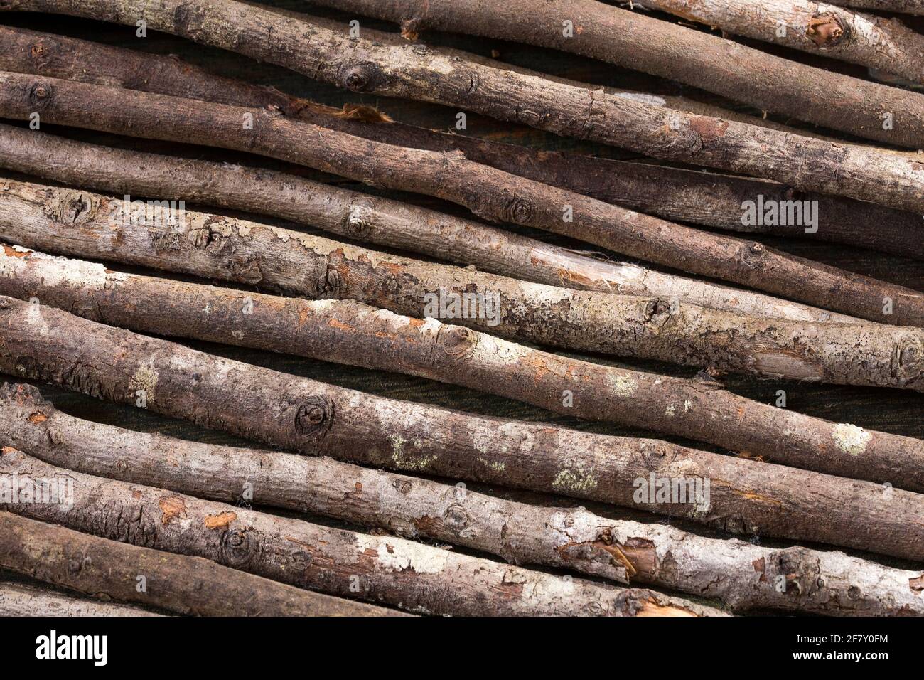 Background of tree stems - texture Stock Photo - Alamy