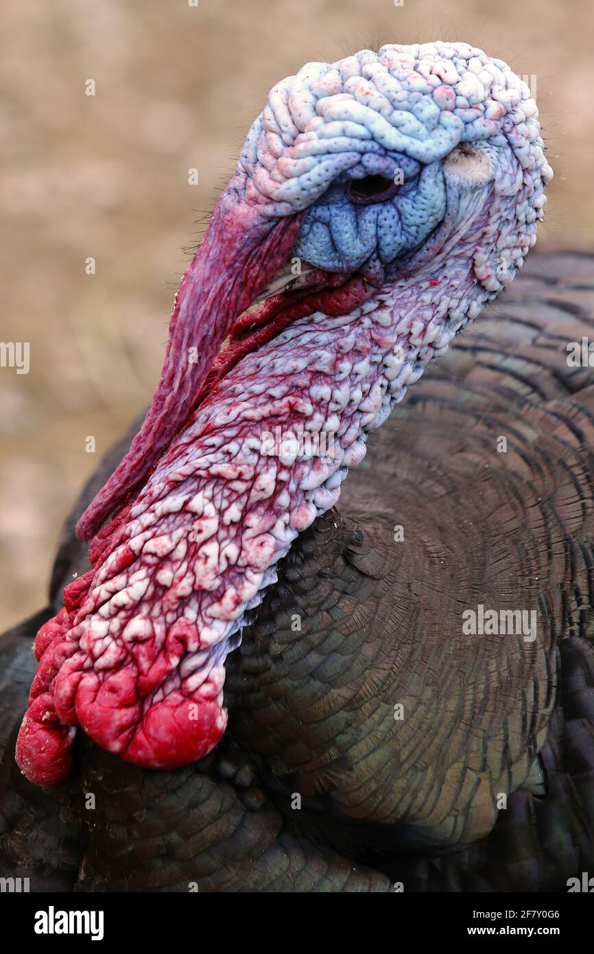 Colourful turkey tail hi-res stock photography and images - Alamy