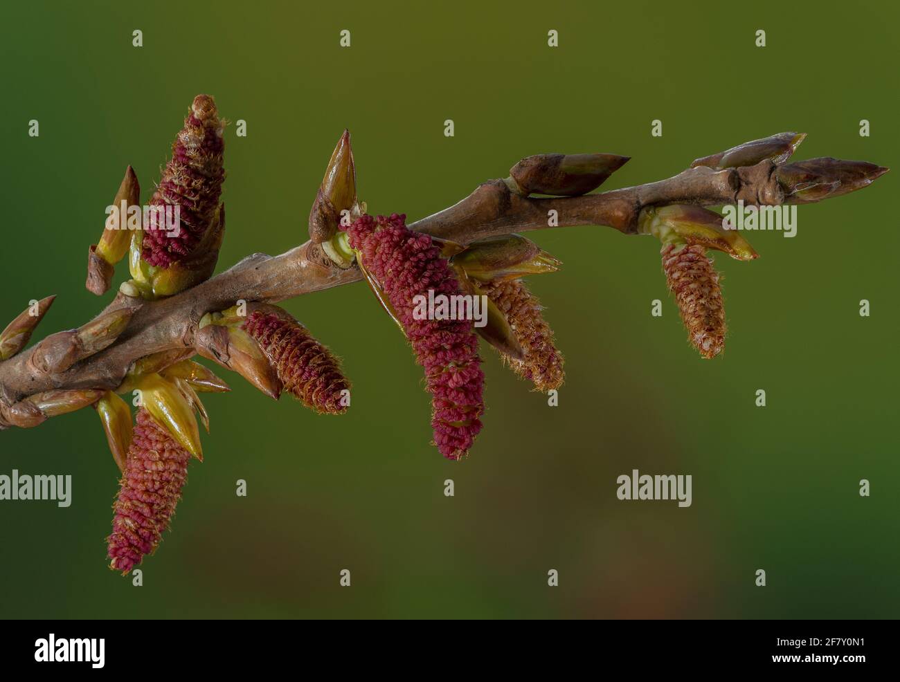 Male catkins of native Black poplar, Populus nigra subsp. betulifolia ...