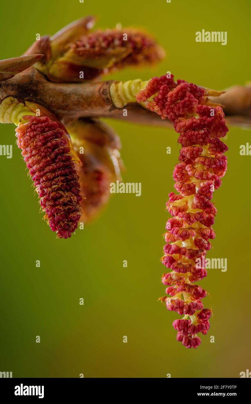 Male catkins of native Black poplar, Populus nigra subsp. betulifolia ...