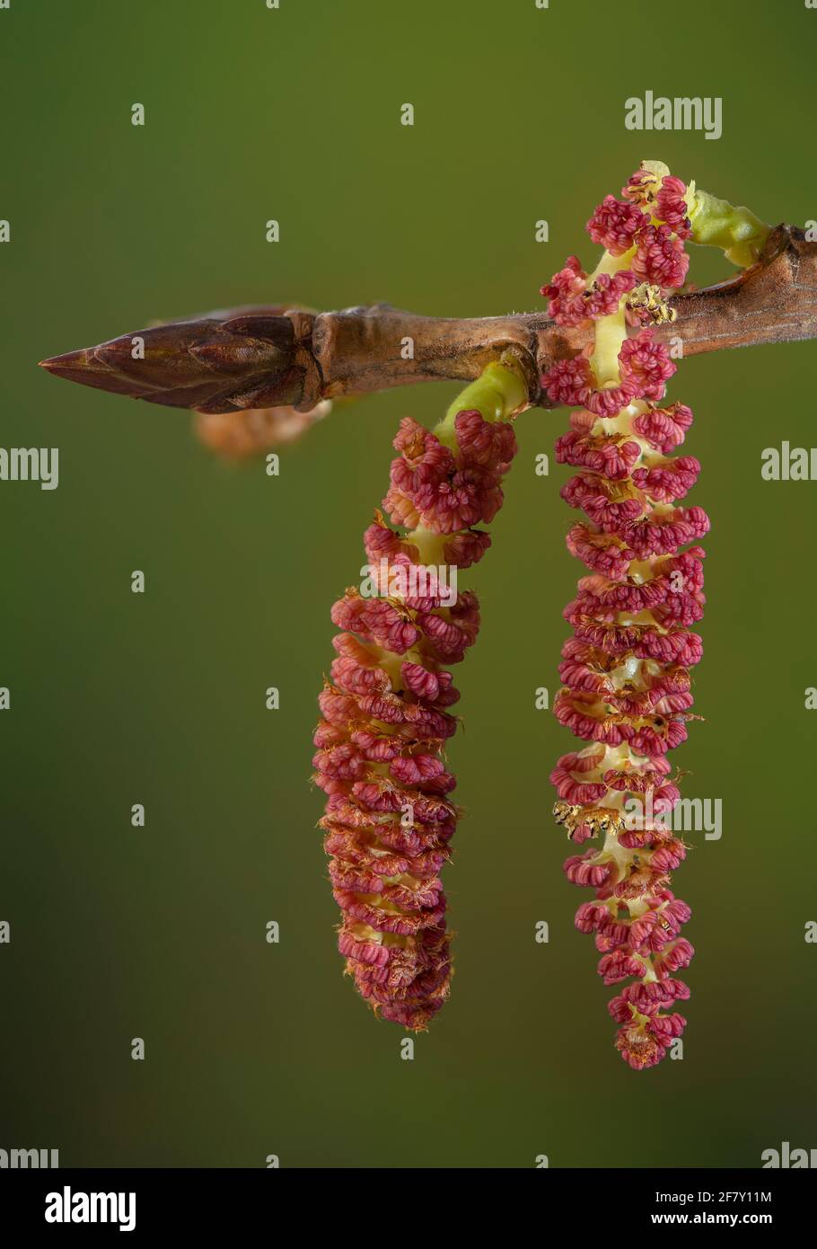 Male catkins of native Black poplar, Populus nigra subsp. betulifolia ...