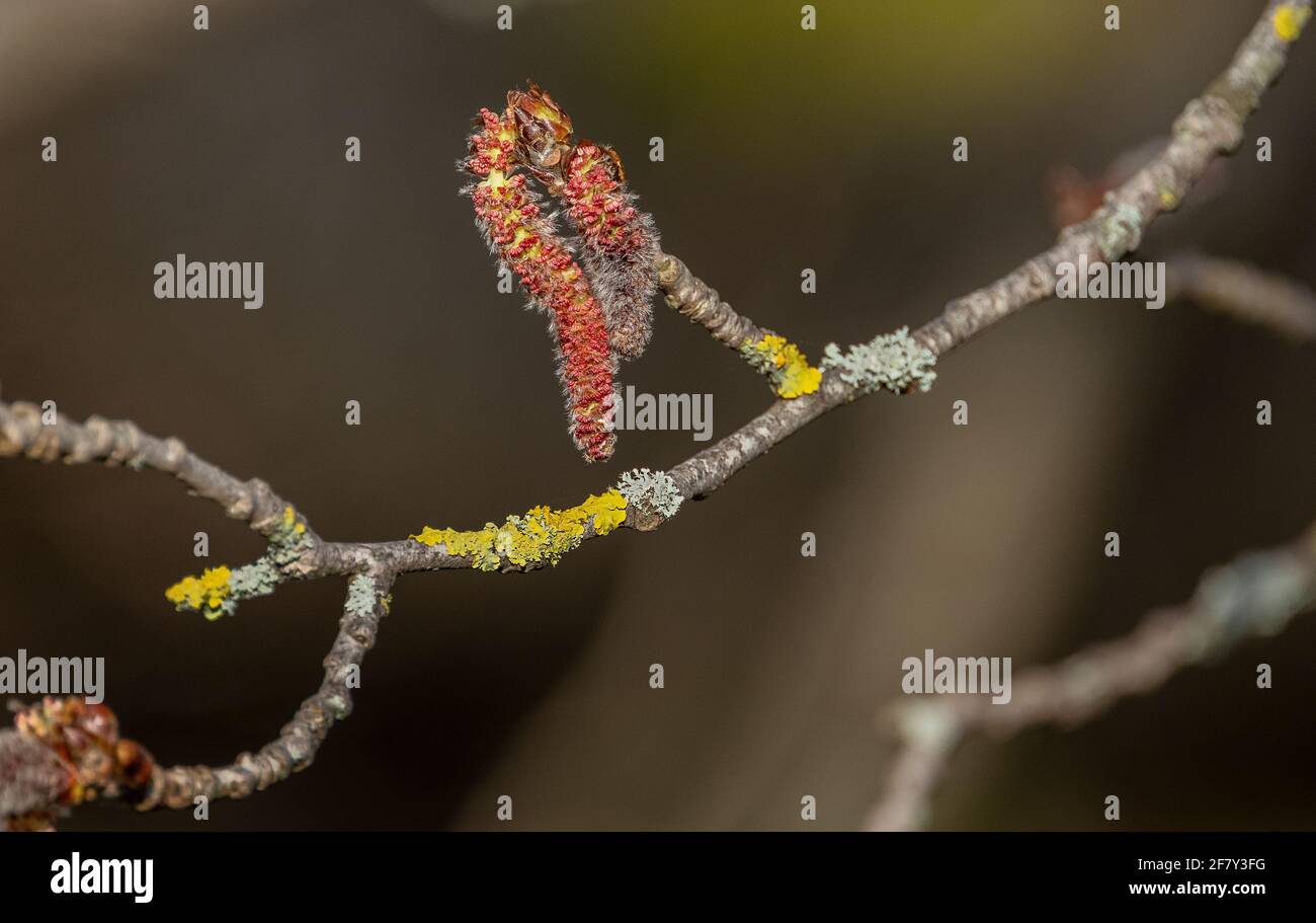 Male catkins of Grey Poplar, Populus x canescens, in early spring Stock ...