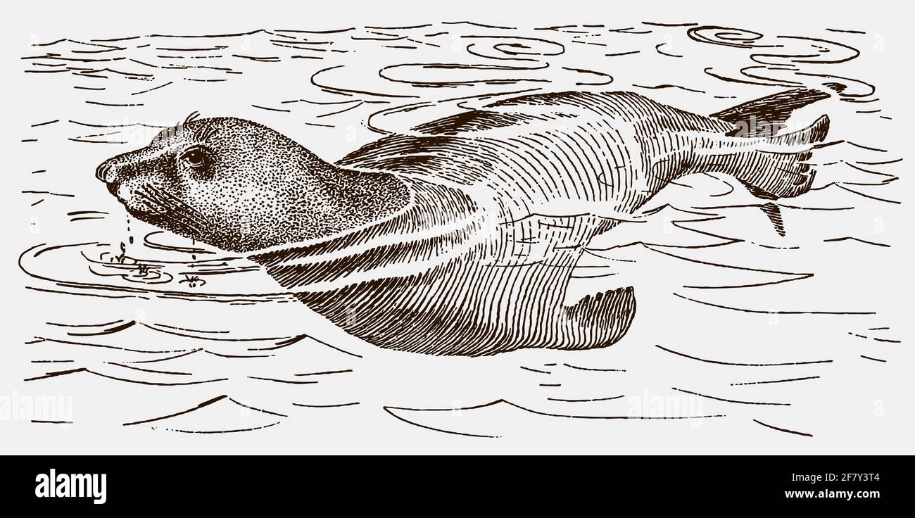 Elephant Seal Drawing