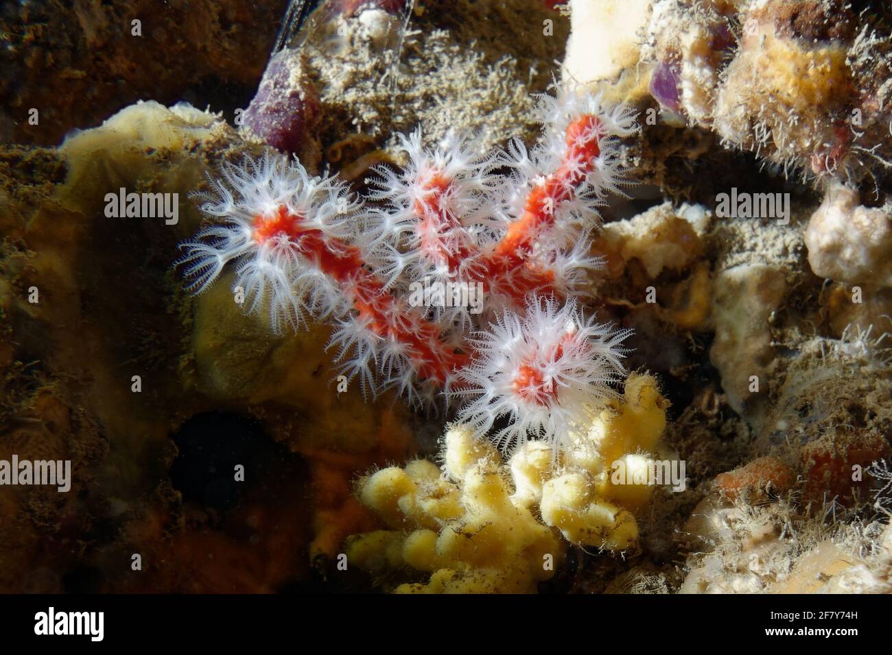 Precious coral or Red coral (Corallium rubrum) in Mediterranean Sea ...