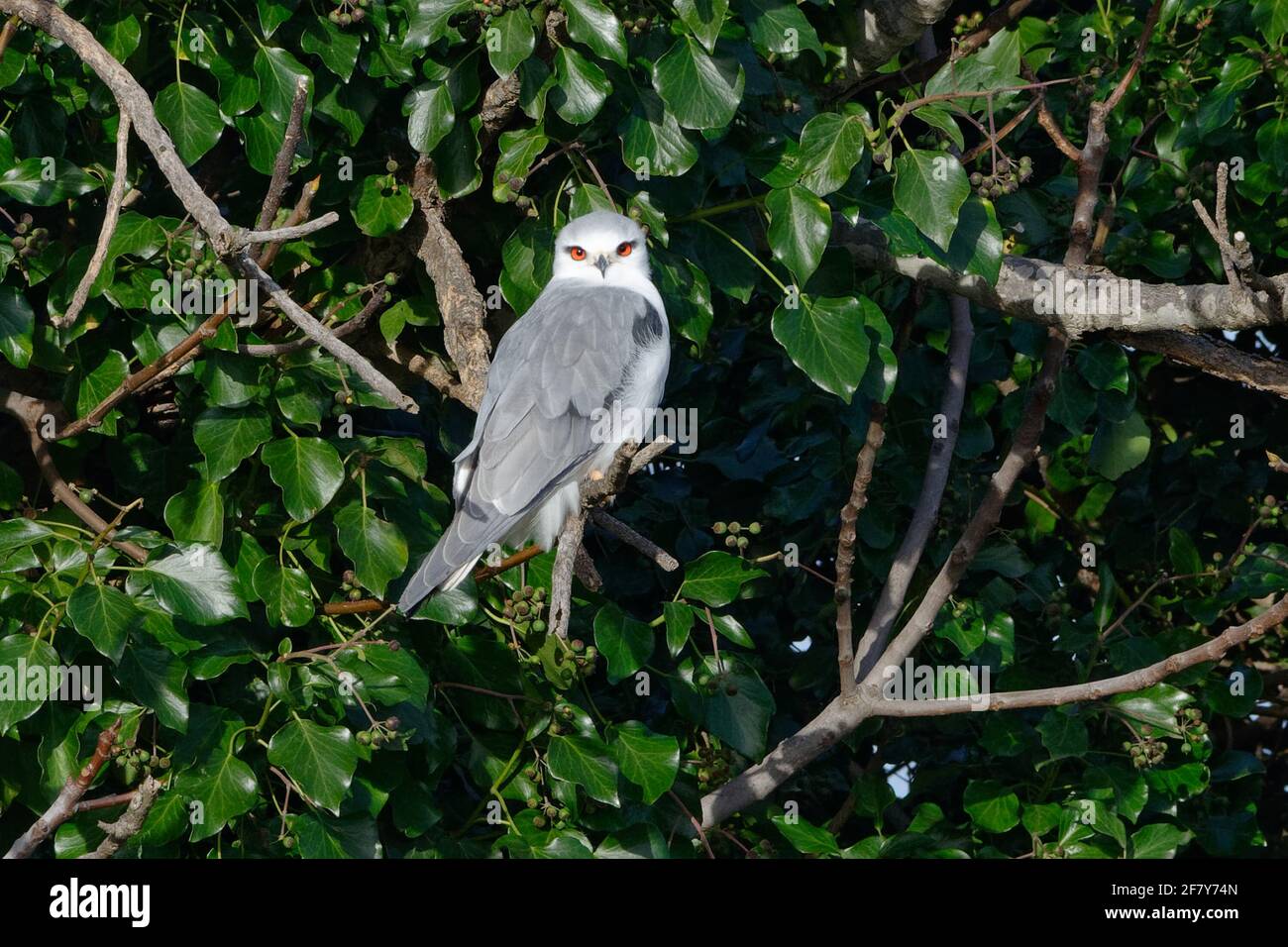 Black-winged Kite (Elanus caeruleus) perched on a branch Stock Photo ...