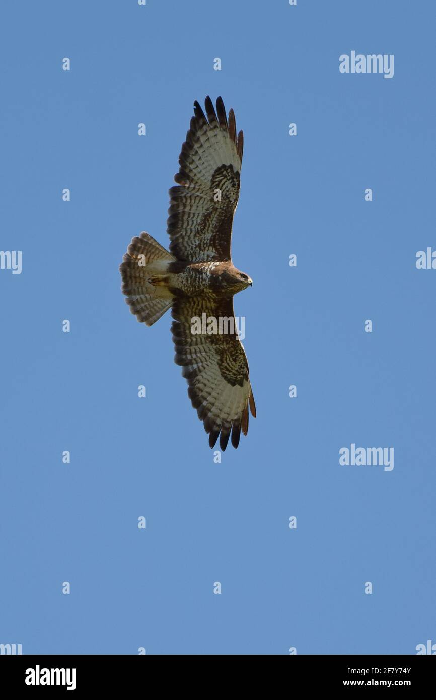 Common Buzzard (Buteo buteo) in flight Stock Photo - Alamy