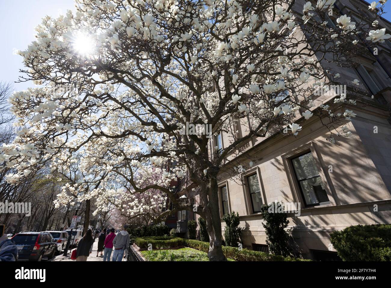 Magnolia tree in bloom, Back Bay, Commonwealth Avenue, Boston ...