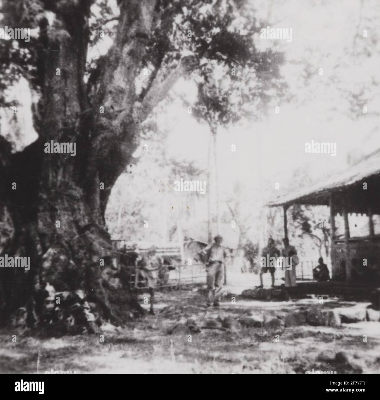 Waringin a hi-res stock photography and images - Alamy