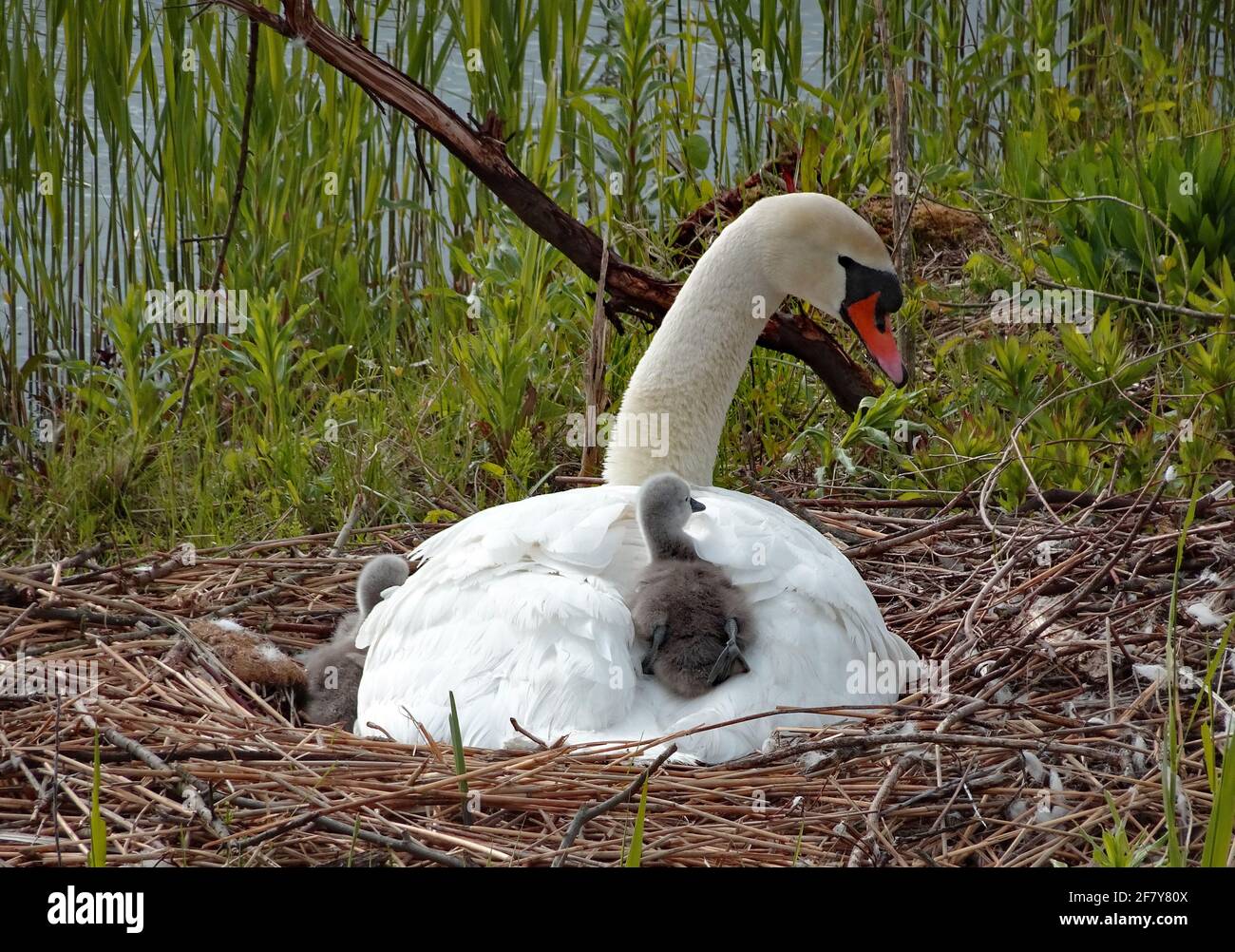 Mother love. Mute swan on her nest with two cygnets. Cygnus olor Stock Photo - Alamy