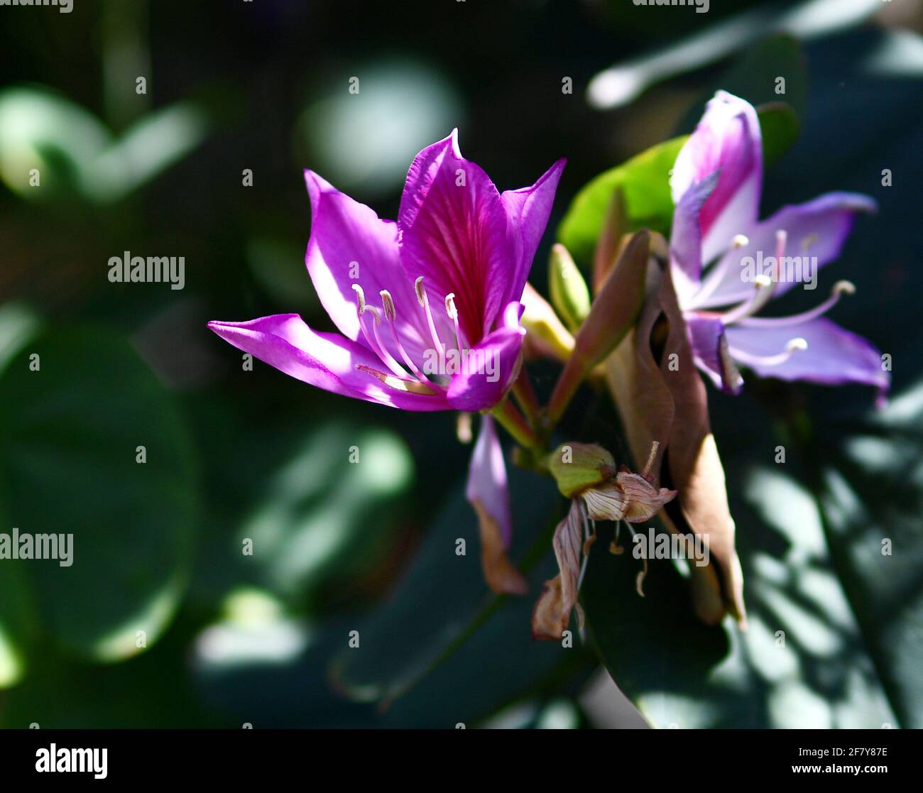 Orchid on mango tree hi-res stock photography and images - Alamy