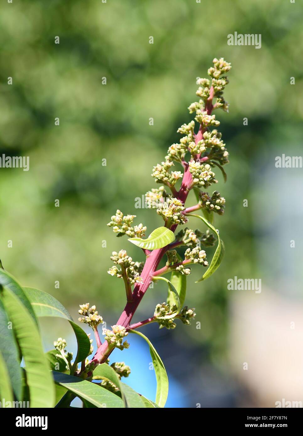 Mango tree blossoms, mango tree, California central coast. Photo by ...