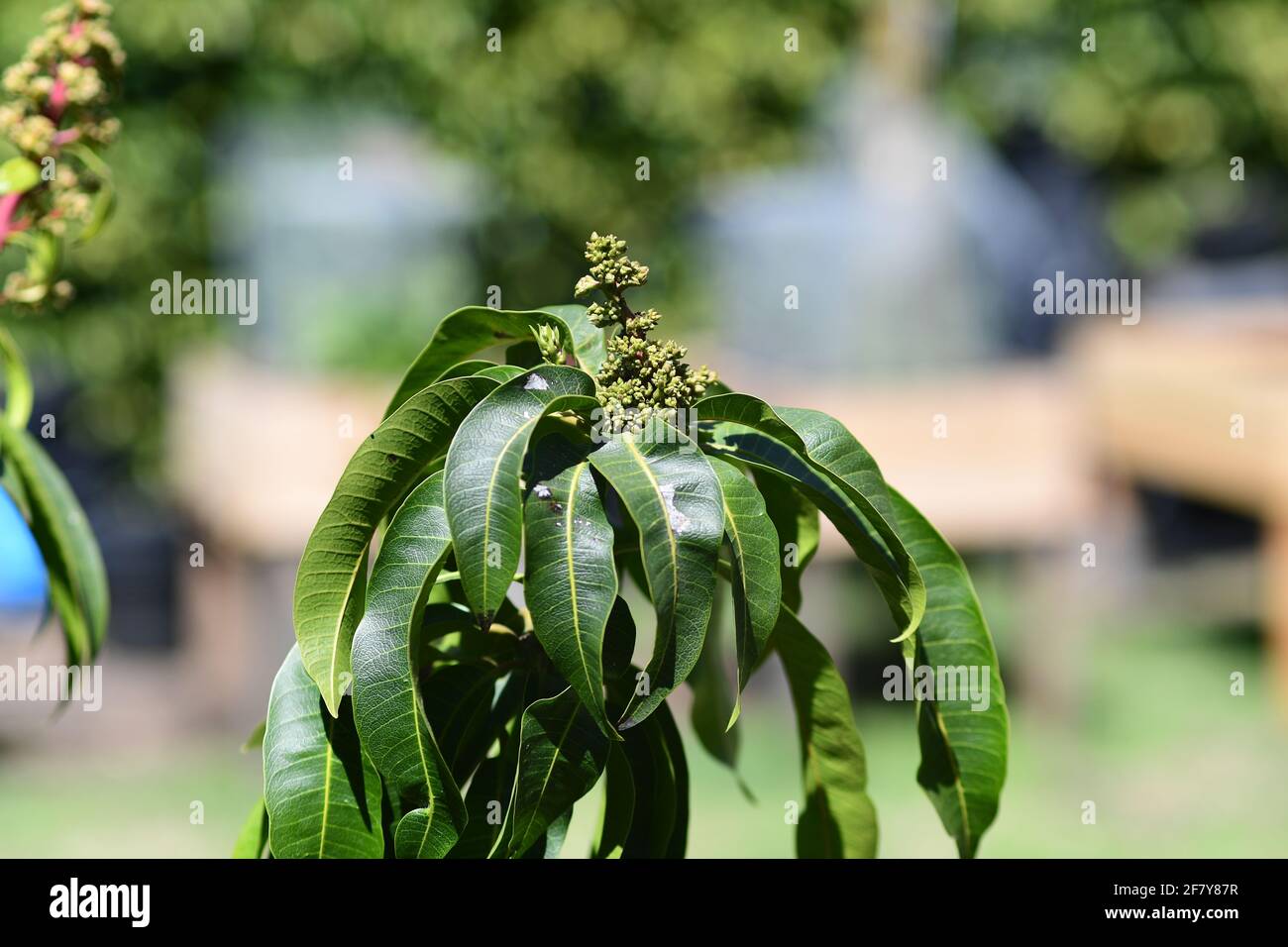 Orchid on mango tree hi-res stock photography and images - Alamy