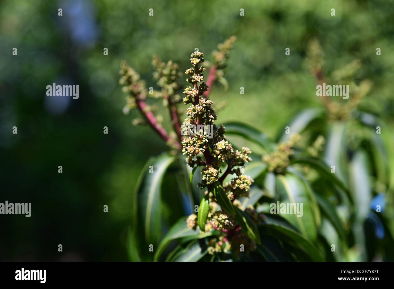 Mango tree blossoms, mango tree, California central coast. Photo by ...