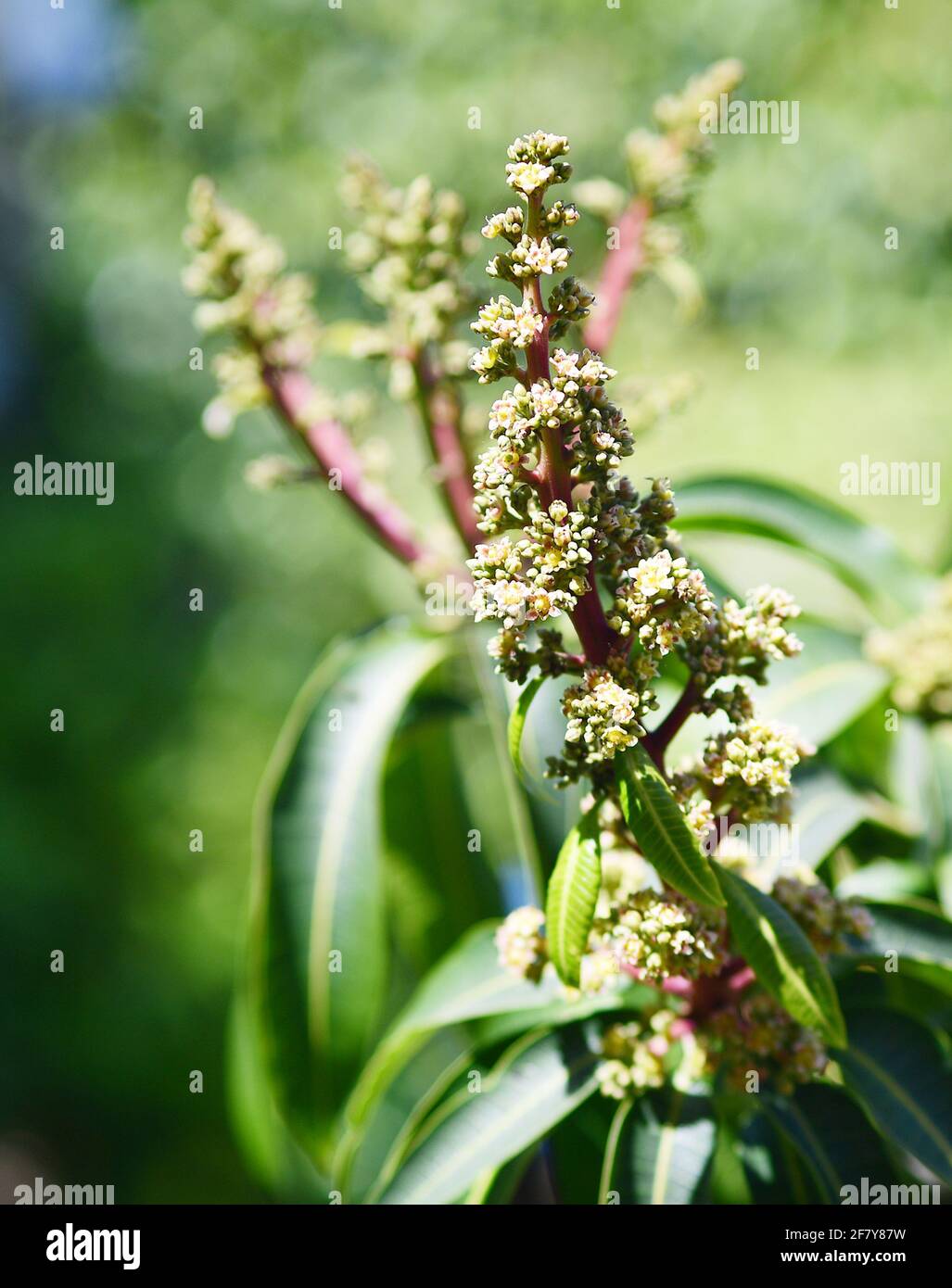 Mango tree blossoms, mango tree, California central coast. Photo by ...
