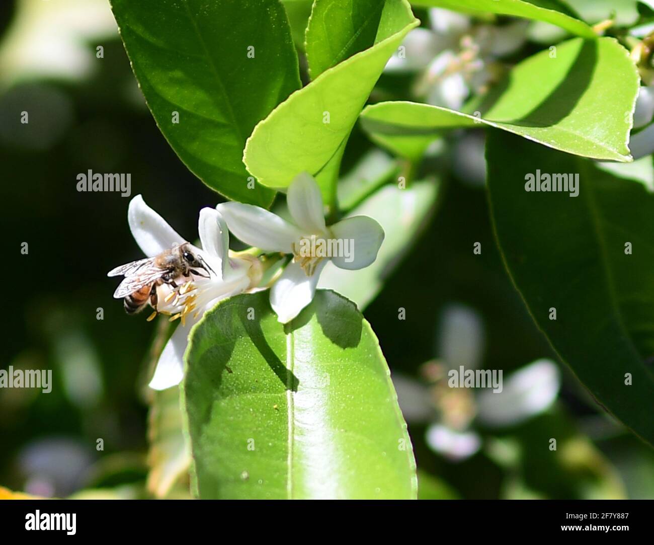 Meyer Lemon tree buds, Meyer Lemon Tree blossoms, Honey bee pollination ...