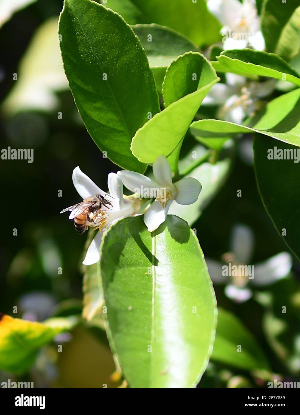 Meyer Lemon tree buds, Meyer Lemon Tree blossoms, Honey bee pollination ...