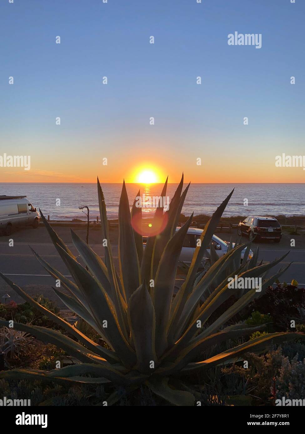 Agave at sunset, California central coast. Photo by Jennifer Graylock ...
