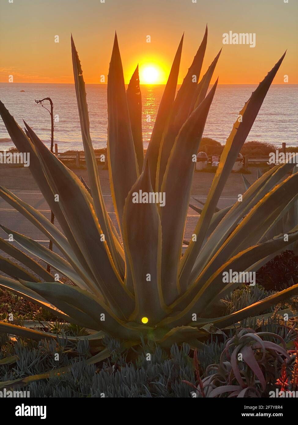 Elephant seal beach sunset hi-res stock photography and images - Alamy