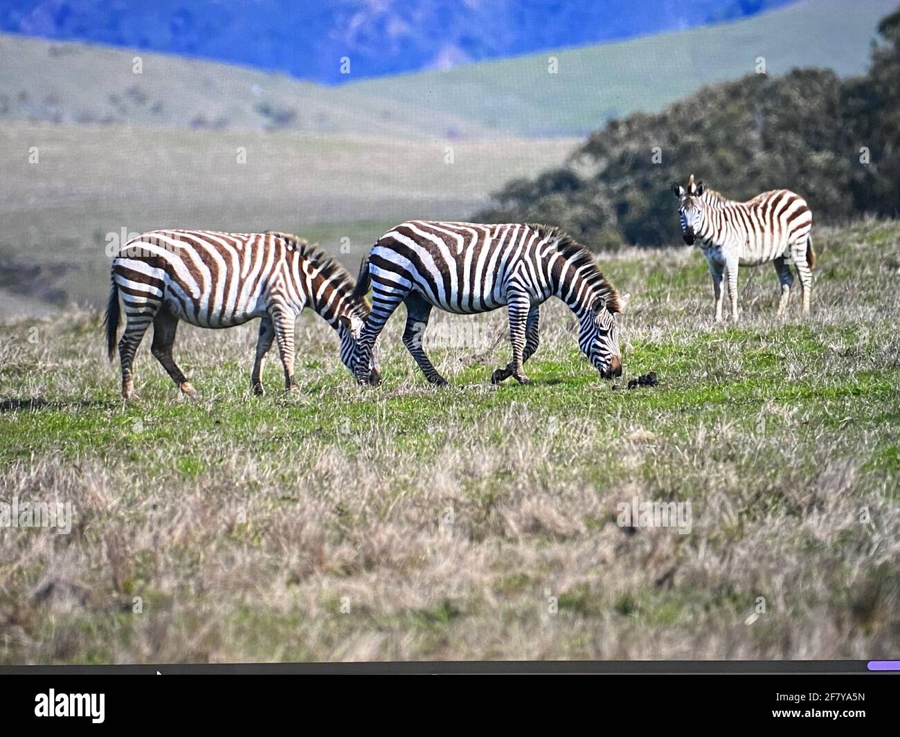 Hearst Castle Animals