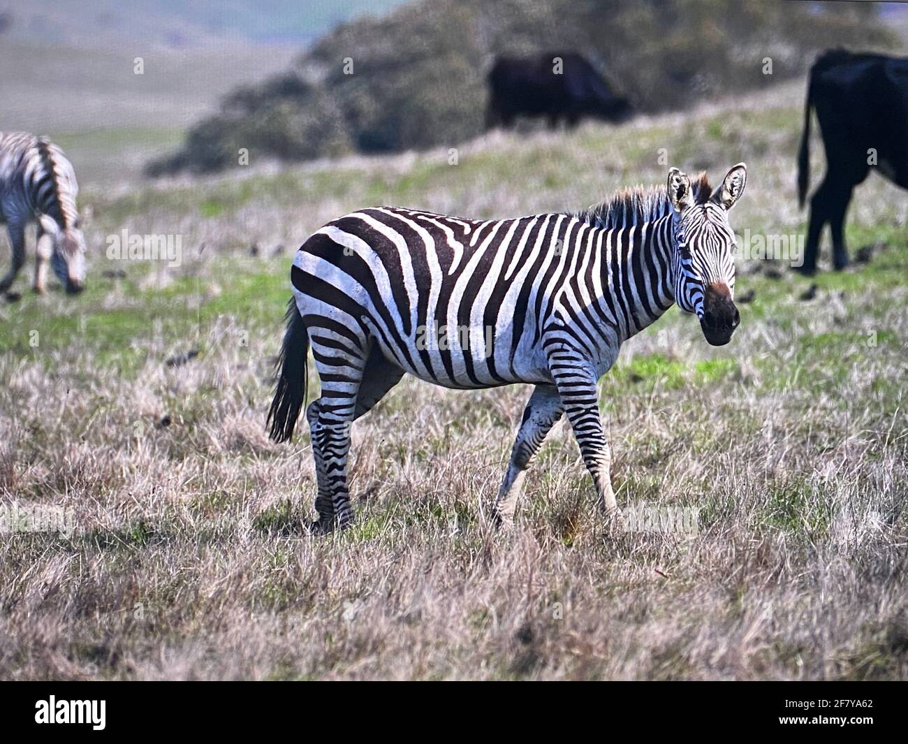 Zebras grazing with birds in San Simeon park, hearst castle, California ...